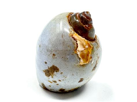 Agatized Gastropod Fossil Buy Gastropod Fossils Online Madagascan Direct