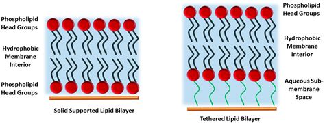 Tethered And Polymer Supported Bilayer Lipid Membranes Structure And