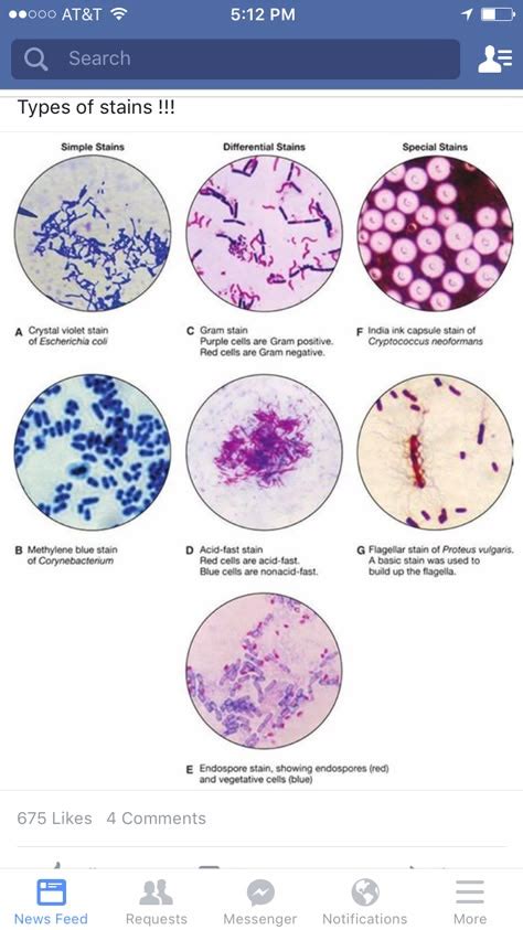 Stains Micro Lover Medical Laboratory Scientist Laboratory