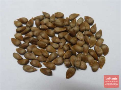 Яблоня домашняя (Malus domestica) — описание, выращивание, фото | на ...