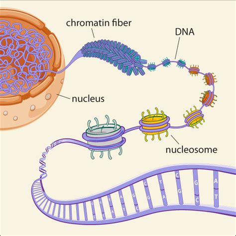 Dna Chromatin
