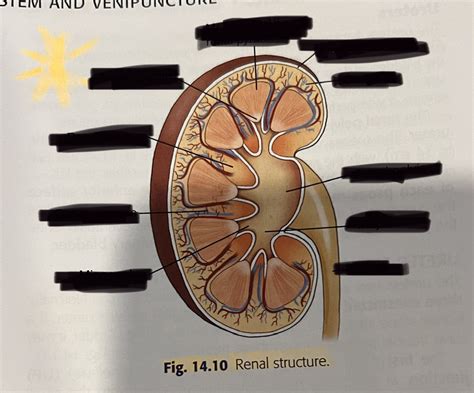 Urinary System Quiz Diagram Quizlet