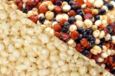 Organic Sorghum And Quinoa Fusilli Govifarm