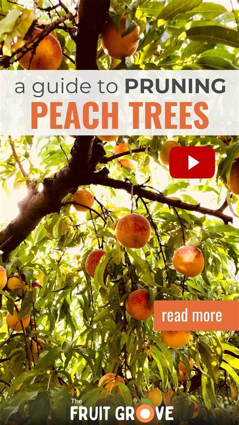 A Simple Guide To Pruning Peach Trees For Maximum Harvest The Fruit Grove