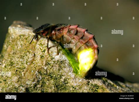 Firefly Pupa Firefly Pupa
