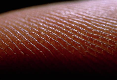 Epidermal Ridges Model