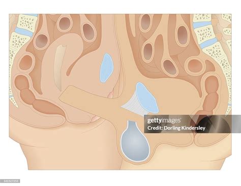 Cross Section Biomedical Illustration Of Penis Inside Vagina During Sexual Intercourse Stock