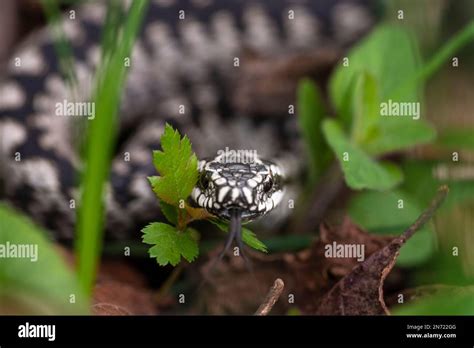 Close Up Male Adder Hi Res Stock Photography And Images Alamy