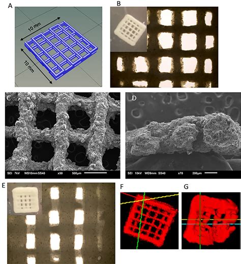 3d Printed Constructs For Bone Regeneration 3d Printed Ink Bone