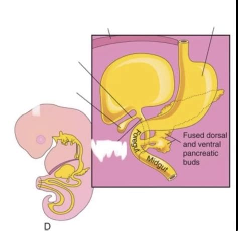 8th Week Development Of Duodenum Labeling Diagram Quizlet