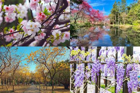 228連假台灣賞花熱門景點 與您分享【高雄商務中心】