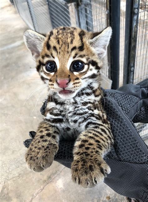Ocelots Cubs Ocelot Reintroductions In Iberá