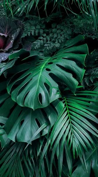 Leaf Wallpaper By Crashtv Download On Zedge™ B4a4