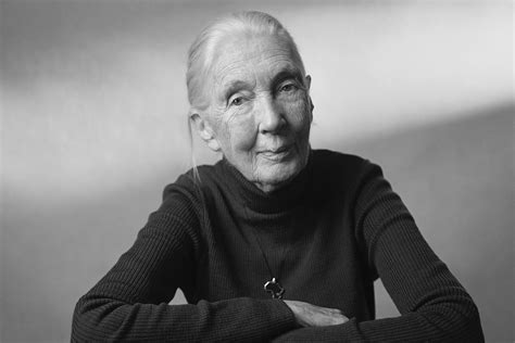 Jane Goodall Ahli Primata Dan Konservasionis Dunia Wafat Di Usia 91 Tahun