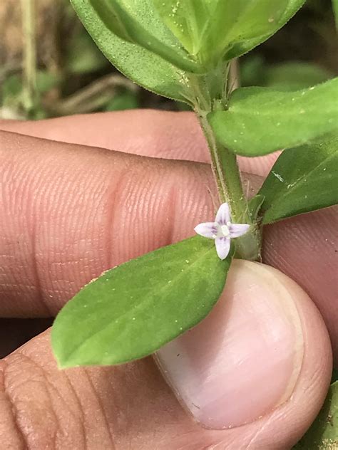 Spermacoce Hispida Eflora Of India