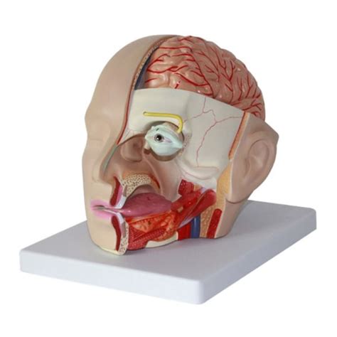 Human Brain Anatomic Model Human Brain Anatomy Model Cerebral Artery