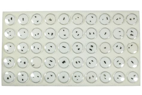 Clearance Lot Permian Fossil Jaws And Teeth Richards Spur Quarry 224758 For Sale