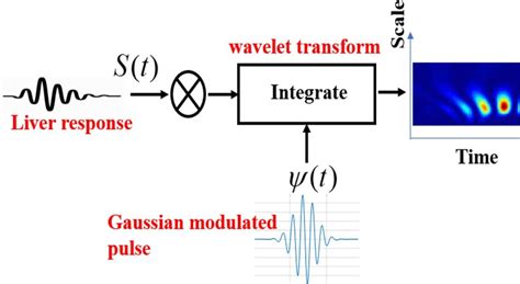 wavelet transform of the estimated liver response by considering the
