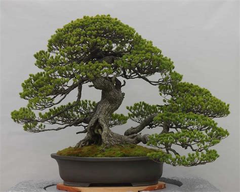 松樹盆栽照護指南