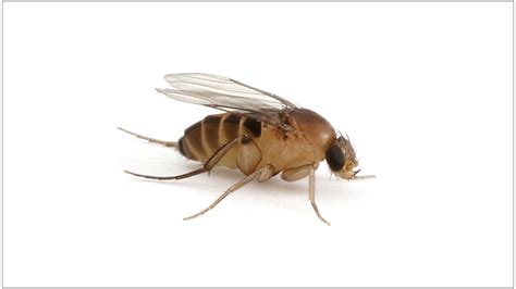 Phorid Flies May Signal Sewer Breaks Pest Control Technology