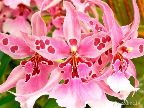 Flower 359 รูปภาพดอกไม้สวยๆ