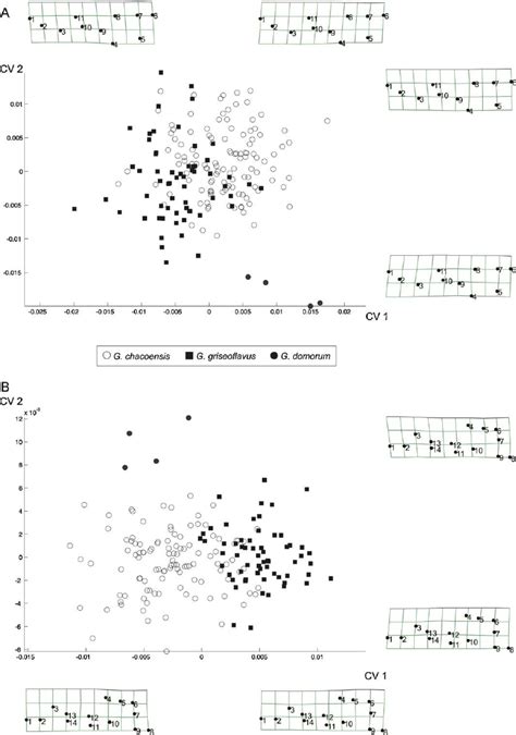 Canonical Variation Analyses CVA Of Procrustes Coordinates Of The Download Scientific Diagram
