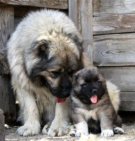 კავკასიური ნაგაზი ცხოველები ძაღლები