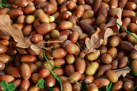 Acorn Labs Rancher Co Founders New Kubernetes Startup Rkubernetes