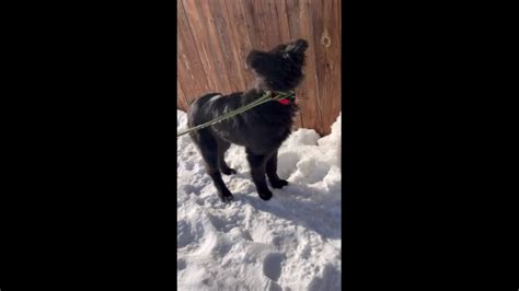 МИЛАНА Робкая и стеснительная но очень ласковая красивая девчонка ждёт своих хозяев Она