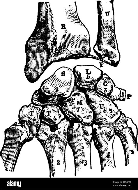 Carpal Bones Of The Hand They Are Arranged Into Two Rows Of Four A Proximal And A Distal Row