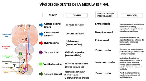 Blog De Fisiologia Basica Uas Itzel Adriana Torres Baez Ciclo 2018 2019