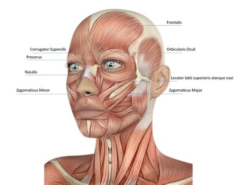 Levator Palpebrae Superioris Botox Injecting Botox For Fox Eye