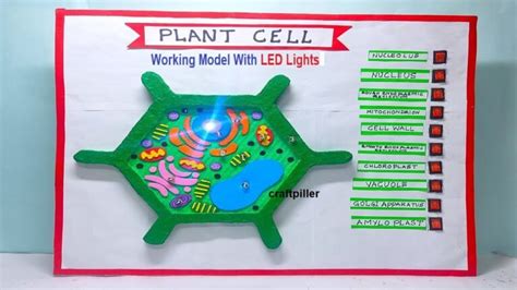 Plant Cell Model Working Model Using Led Lights Science Project For Exhibition Biology