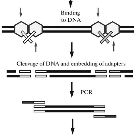 The Scheme Of Using Transposon Mediated Fragmentation Of The Analyzed