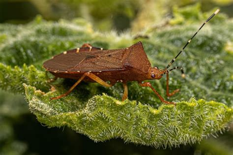 Premium Photo Adult Squash Bug