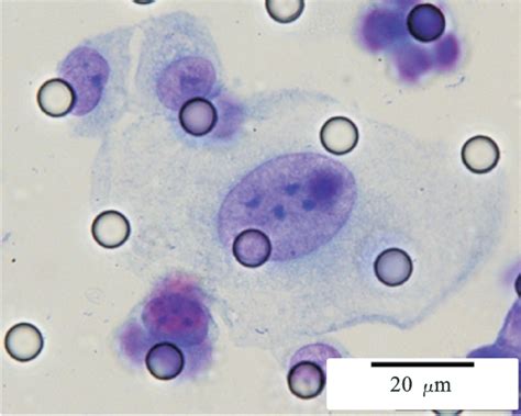 Automatic CTC Separator NewEast Biosciences GTPase Oncogene And Bioactive Protein