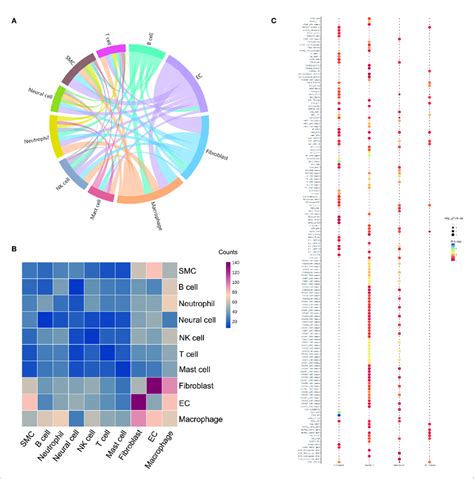 Potential Ligand Receptor Interactions Analyses In Different Download Scientific Diagram