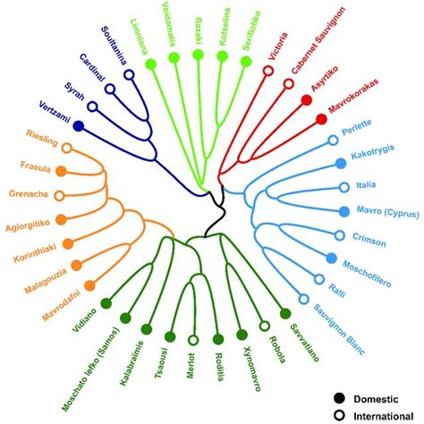 Hierarchical Cluster Constructed Using Bray Curtis At The Genus Level