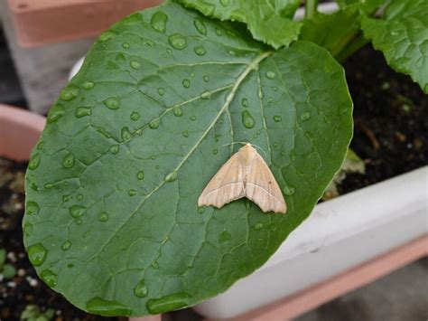 無農薬で対処したいトウモロコシのアワノメイガ対策 伝承農法で野菜づくりベジルナ