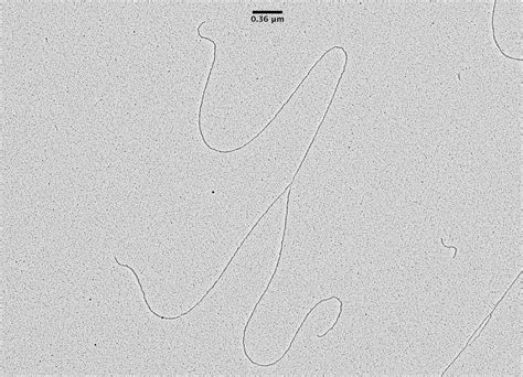 Visualization Of DNA Molecules Learn Share Leica Microsystems