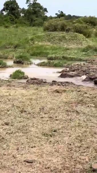 Пшшш кукушка в шляпе Котик в костюме ведёт бизнес курс для мышей Business Cat ВКонтакте