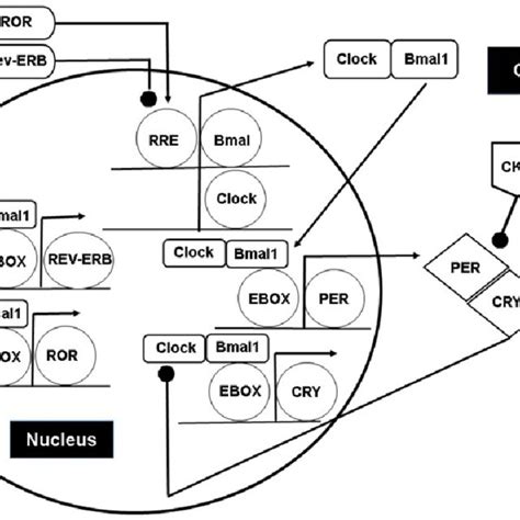 The Cell Autonomous Transcription Translation Oscillator Loop Figure