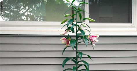 Cheesehead Gardening Orienpet Lily Garden Pleasure