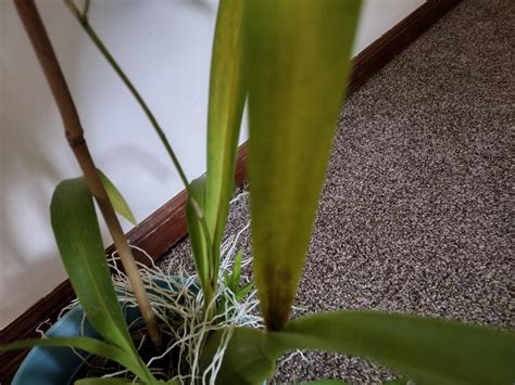 Help With Rust Like Symptom R Orchids