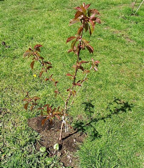 Very Pretty Babe Wild Cherry Tree Sapling In Headingley West Yorkshire Gumtree