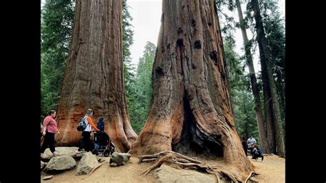 SEQUOIA S TALLEST TREES Part Sequoianationalpark Tree California YouTube