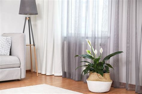 Top Indoor Plants That Release Oxygen At Night Plus Beautify Your Interiors