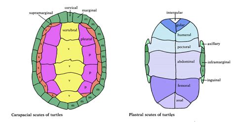 Turtle Dissection Diagram