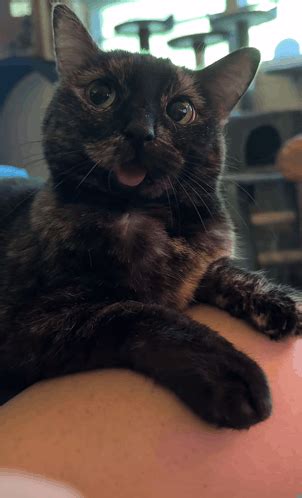 Stupid Cat Smooth Brain Meme Stupid Cat Cat Smooth Brain Discover