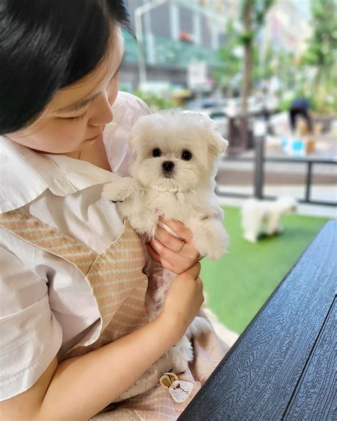 싸개싸개 무료강아지분양사이트